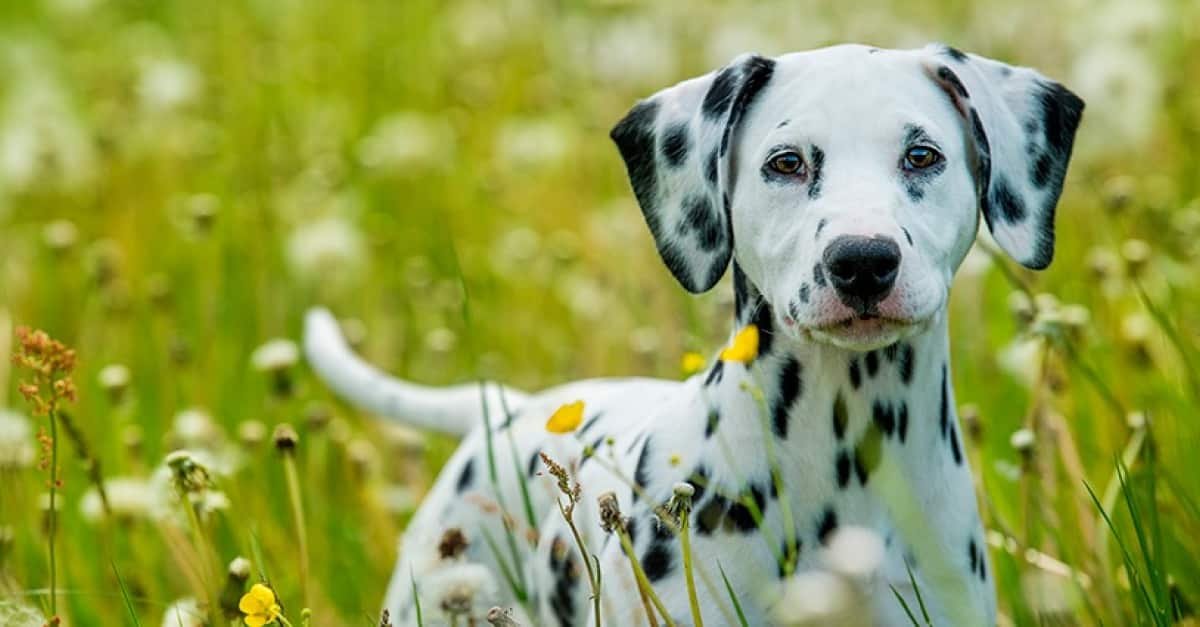 ¿Qué es la adolescencia en los perros? 4 consejos para gestionarla ...
