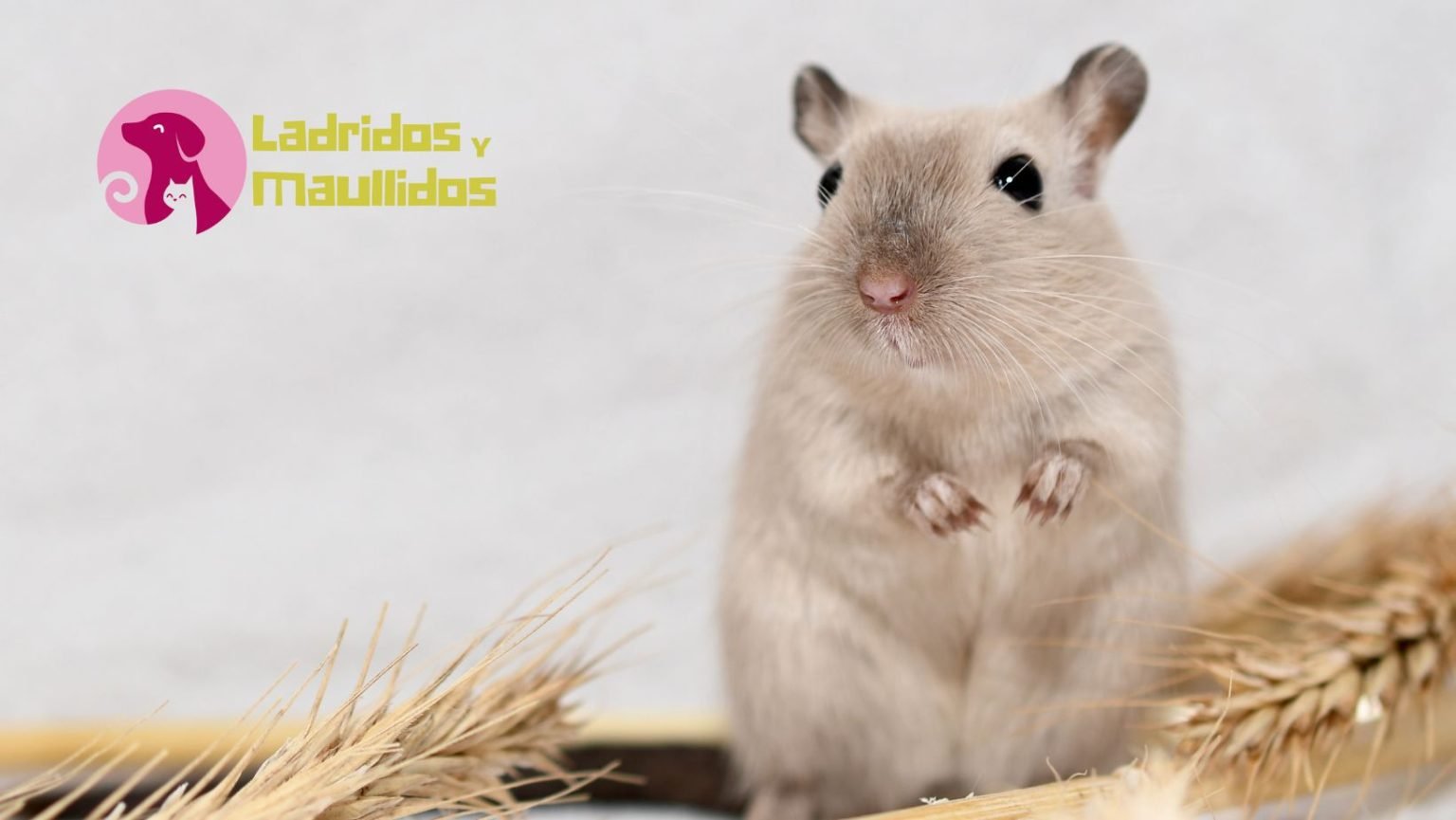 Descubre el Jerbo: Todo lo que Debes Saber sobre este animal | Ladridos ...