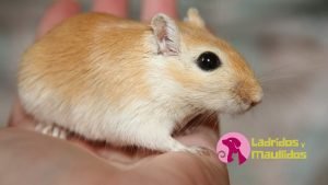 Descubre el Jerbo: Todo lo que Debes Saber sobre este animal | Ladridos ...