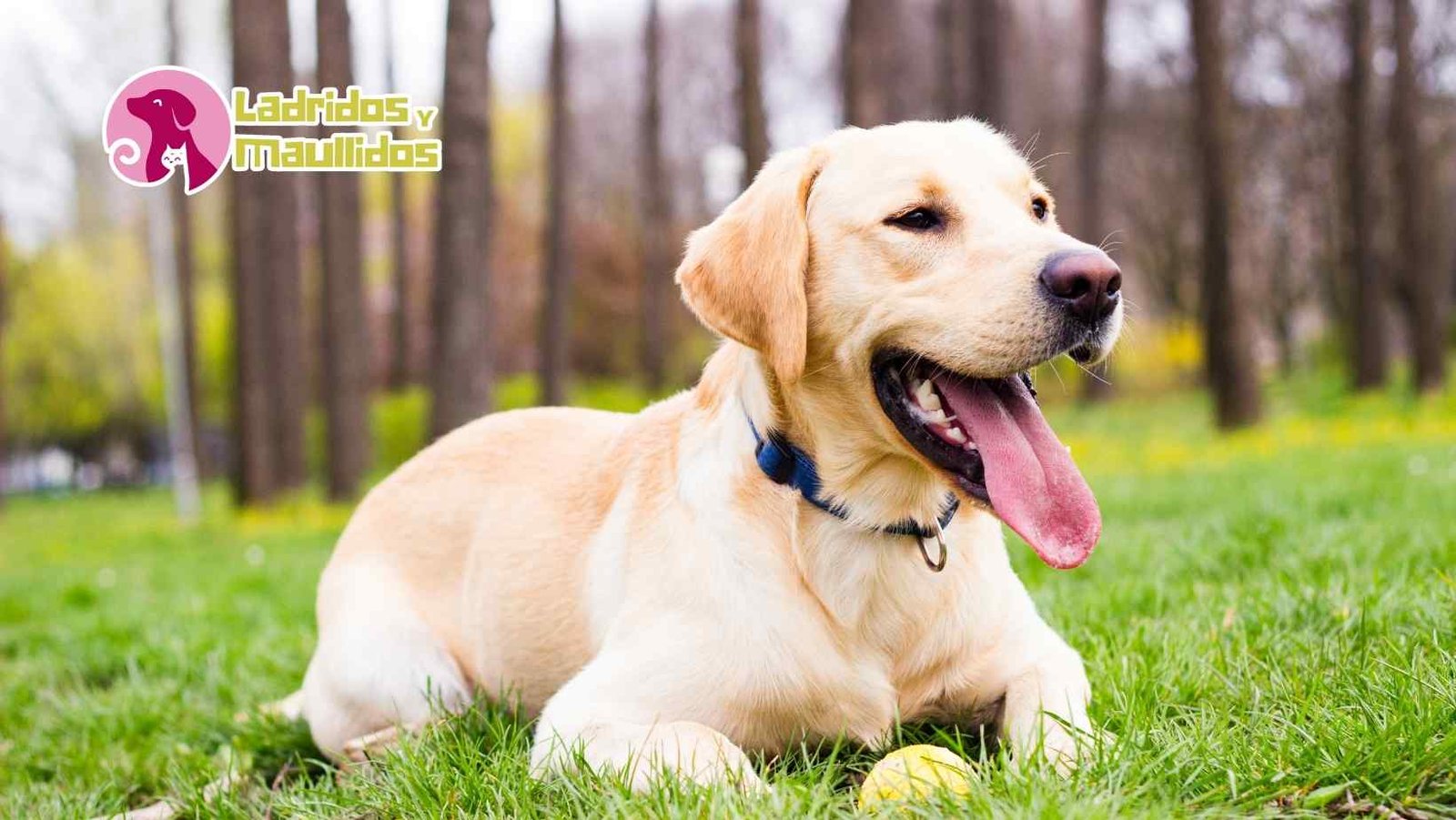 Los 15 mejores perros para tener en casa | Ladridos y Maullidos