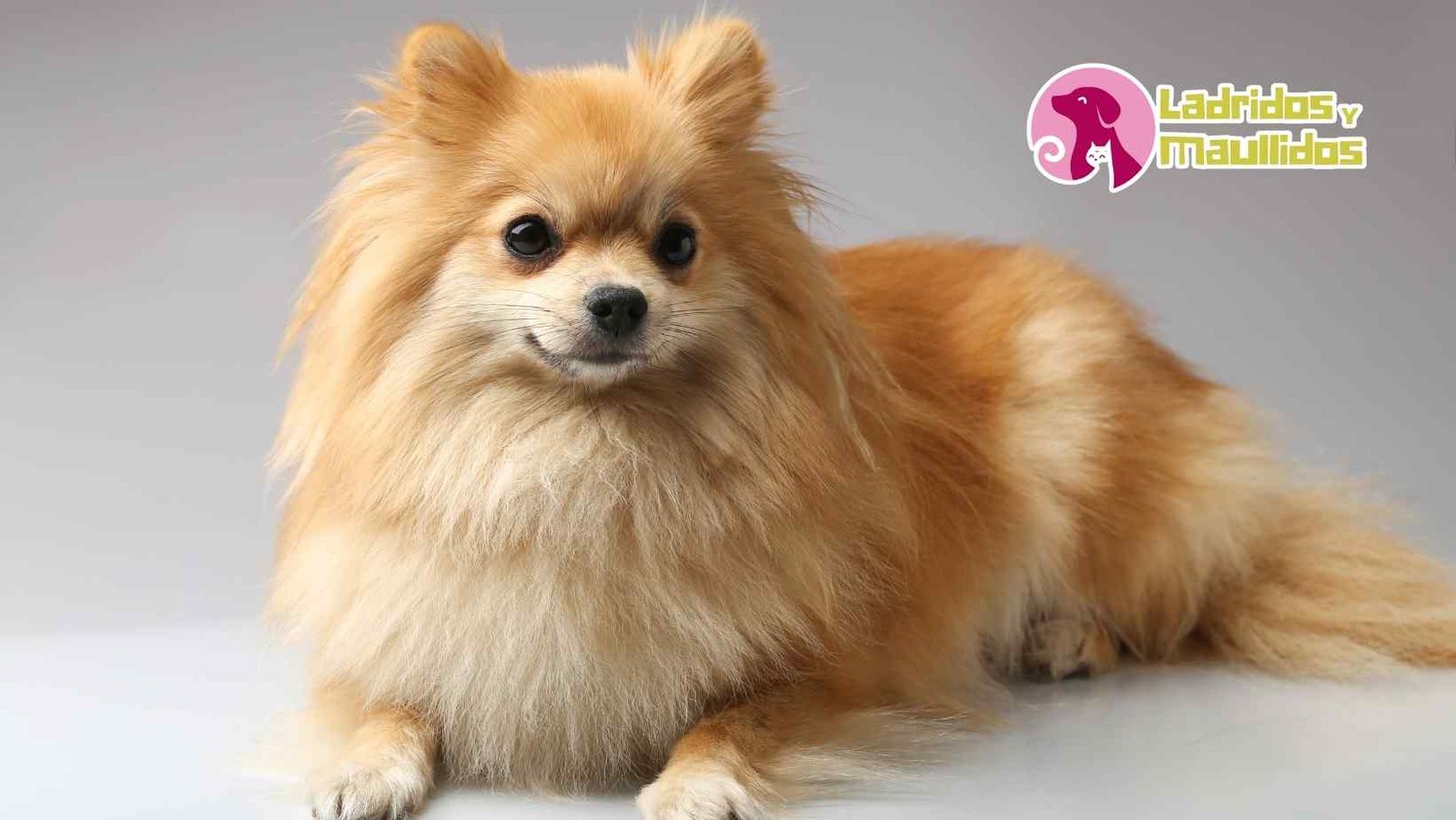 25 Razas de perros peludos que debes conocer | Ladridos y Maullidos