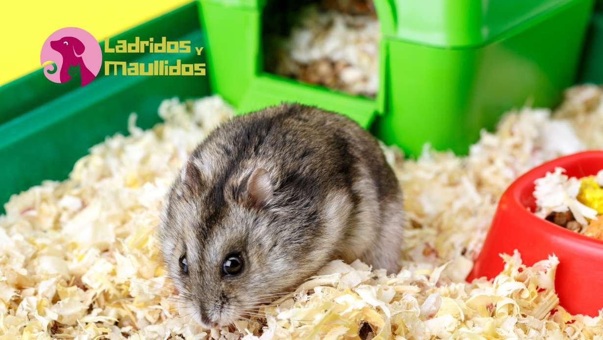 Guía Completa sobre el Hámster, lista de cuidados esenciales